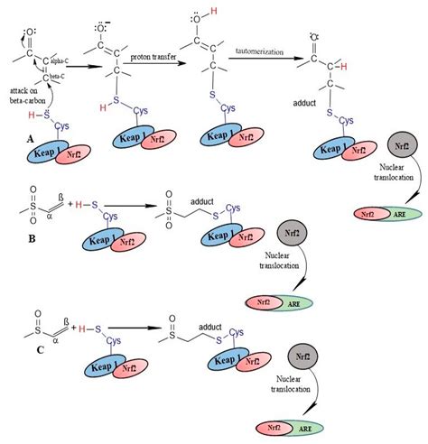an overview of nrf2 activating compounds bearing α β unsaturated moiety