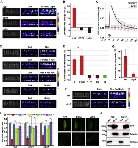Sensory Circuitry Controls Cytosolic Calcium Mediated Phytochrome B