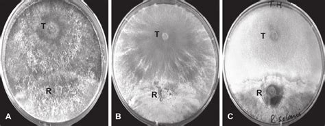 Antagonistic Activity Dual Culture Assay Of Trichoderma Isolates T Download Scientific