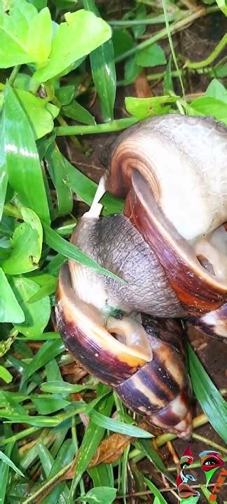 Snails Mating Snails Having Sex To Reproduce Youtube