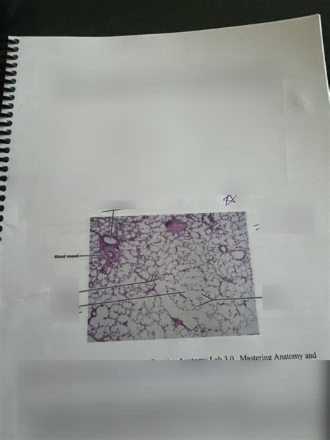 Lab 5 Lung Diagram Diagram Quizlet