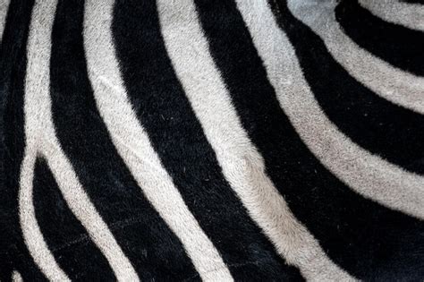Premium Photo Full Frame Shot Of Zebra