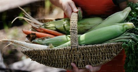 커뮤니티 농장에서 야외에서 직접 재배한 채소가 담긴 바구니를 들고 있는 알아볼 수 없는 고위 여성 농부 사진