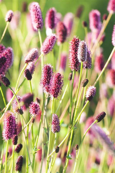 Sanguisorba Officinalis Red Thunder Flower Leaf Uses Picturethis