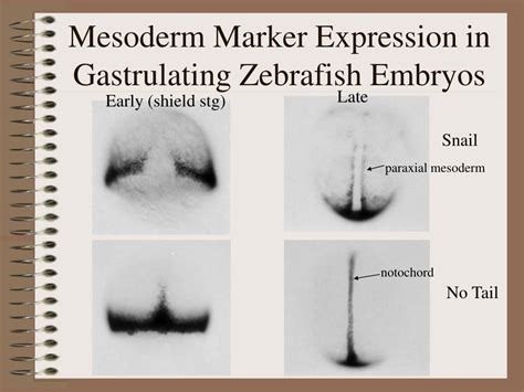 Ppt Embryology Of Model Organisms Powerpoint Presentation Free