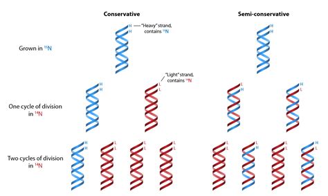 Semiconservative Replication
