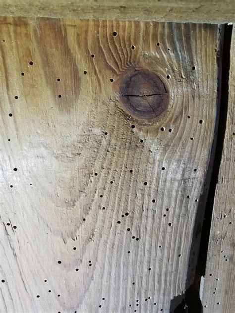 Gallery Pest Detective