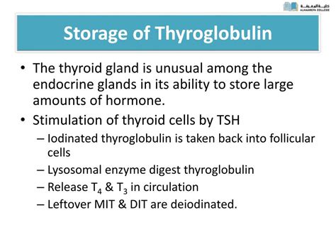 Ppt Physiology Of Thyroid Gland Powerpoint Presentation Free