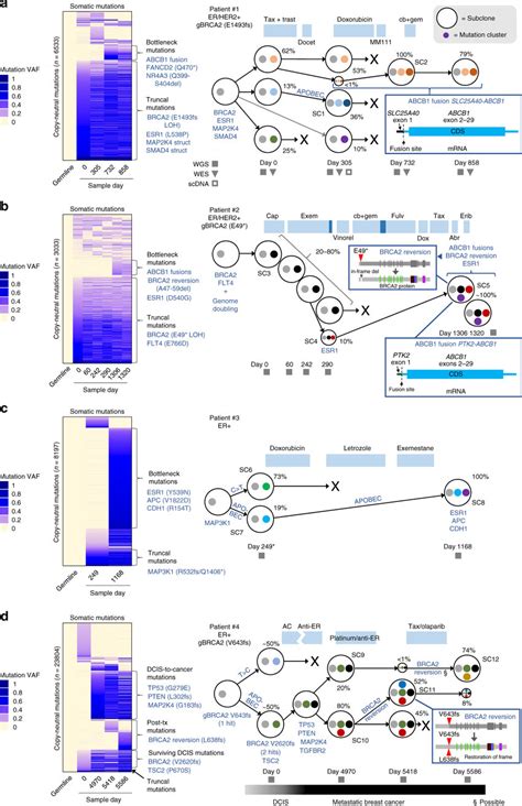 Subclonal Evolution Of Four Breast Cancers Over 2 15 Years A D