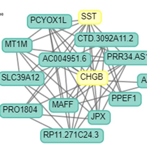 gene regulatory network constructed using graphical lasso method for