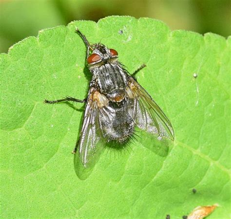 Arthropod Taxonomy Orders Object Detection Dataset By Dojo