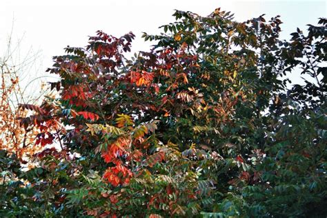 Light On Discolored Leaves Free Stock Photo Public Domain Pictures