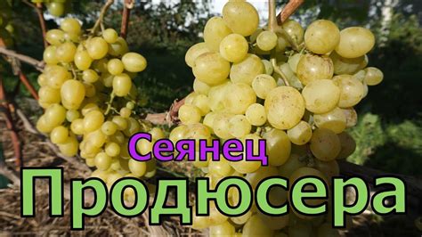 Виноград Беларуси. Лидчина. Сорт винограда -Продюсер. ( Сеянец ...
