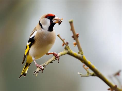 Goldfinch Clutching A Twig Premium Ai Generated Image