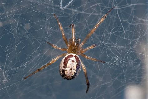 Spider Predators What Eats Spiders A Z Animals