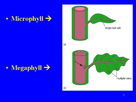 Botany 4 Lecture 34 Ferns Fern Allies Gymnosperms