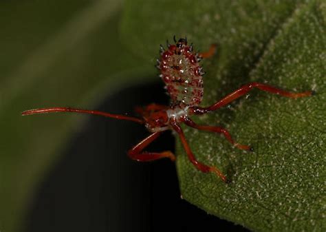 Coreid Nymph A Acanthocephala Bugguidenet