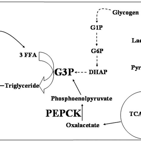 Free Fatty Acid Re Esterification During Fasting Download Scientific