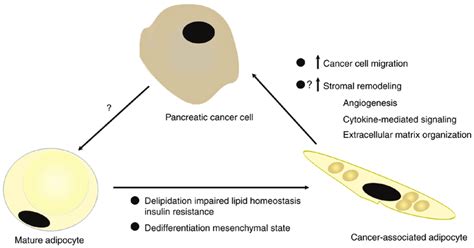 Schematic Representation Of The Crosstalk Between Pancreatic Cancer