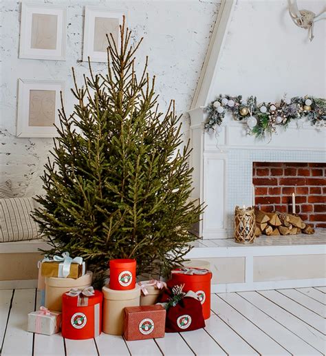 Best Elkas In The World Встречай Новый Год с прекрасной живой ёлочкой