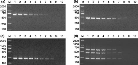Sensitivity Of Multiplex Pcr And Routine Pcr For The Detection Of
