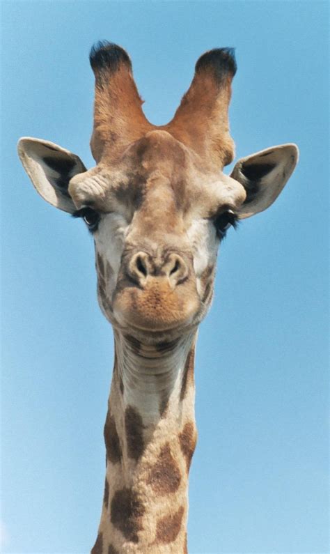 Fichier Giraffe Closeup Head  — Wikipedia