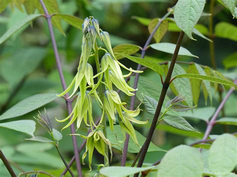 Mrtva Ki Prst U Itna In Trpe Na Rastlina Za Slovenski Vrt Zeleni Svet