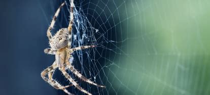 Identifying Spiders By Their Webs DoItYourself Com