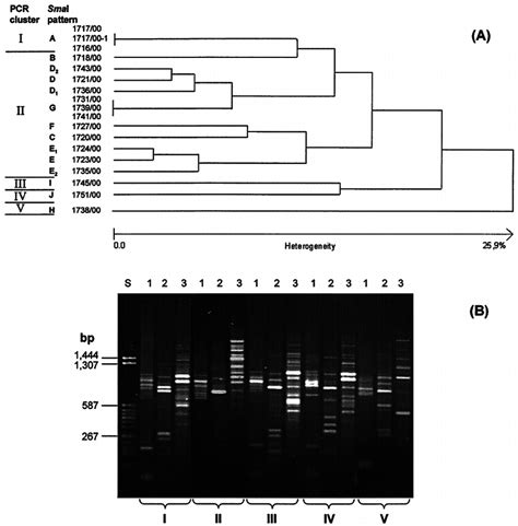 Dendrogram Of Similarity Of Sma I Macrorestriction Patterns Of Download Scientific Diagram