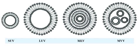 Liposomal Classification Is Based On Lamellarity And Size Reprinted