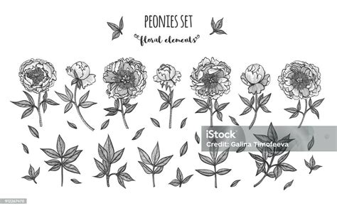 모란을 그려 큰 컬렉션 손 새싹 그리고 잎 결혼식 초대장 인사말 카드 포장지 포장 라벨 태그 따옴표 블로그 포스터 등 화장품에