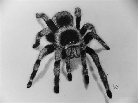Tarantula Drawing At PaintingValley Com Explore Collection Of