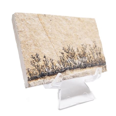 Dendrite Plaque The Fossil Cartel
