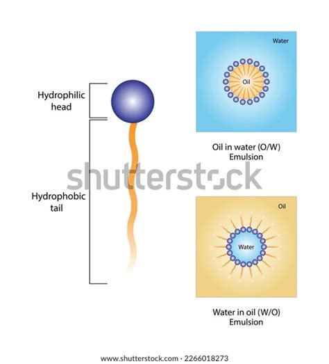 Emulsifier Types Structure Emulsion Oil Water Stock Vector Royalty