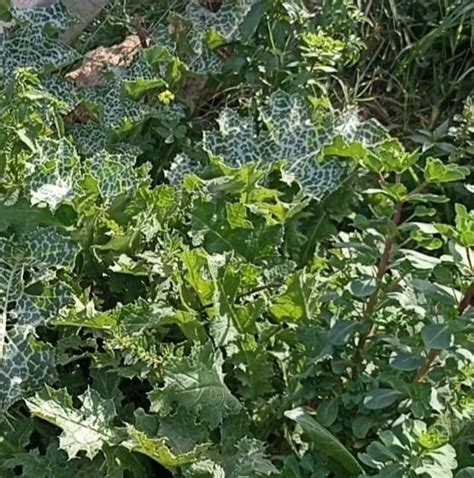 فيديوهاتحزينة نكت أحلىالفيديوهات خليجياتكويتياتسعودياتالجهرا