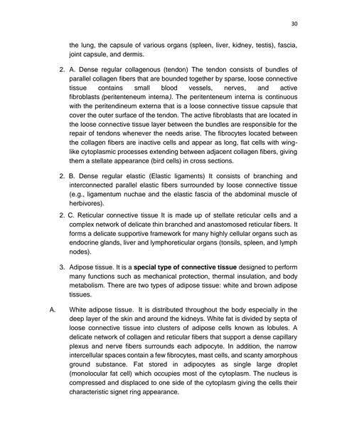 Solution Microscopic Anatomy Adult Connective Tissue Studypool