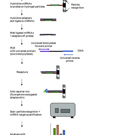 Diagram Of Quantitative Pcr Workflow A Qiagen And Exiqon