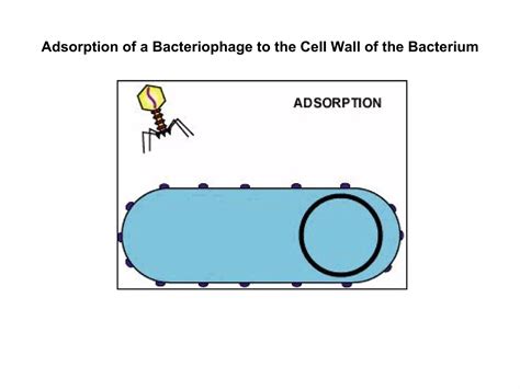 07 Lytic Vs Lysogenic Cycle PPT
