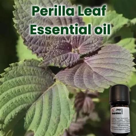 Joy Garden Perilla Leaf Essential Oil Supercritical Co2 Extraction 5ml Etsy