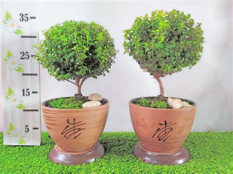 Бонсай в Челябинске | ВКонтакте