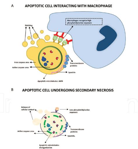 Execution Phase Of Apoptosis Semantic Scholar