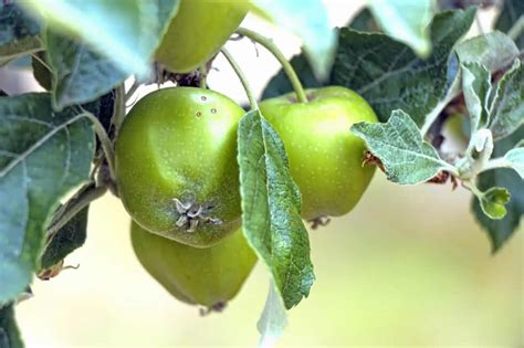 Apple Tree Lifespan The Surprising Truth About Their Age