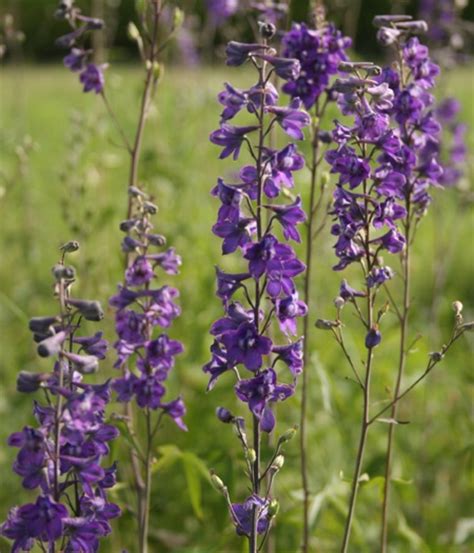 Native Delphinium Spikes In The Grass