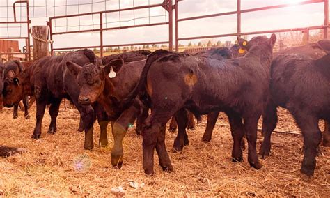 Vaccinating Early Weaned Beef Calves