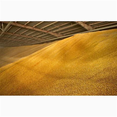 Продам пшеницу продовольственную 3 класса — Agro Kazakhstan