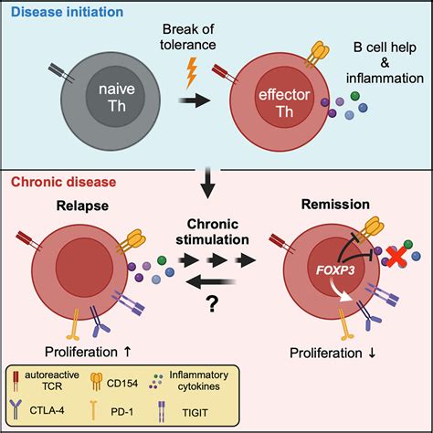 Autoantigen Specific Cd4 T Cells Acquire An Exhausted Phenotype And