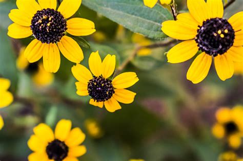 자연 꽃 배경입니다 멀티 컬러 장미 그리고 데이지입니다 빨간색과 노란색입니다 여름 정원에서 0명에 대한 스톡 사진 및 기타 이미지 Istock