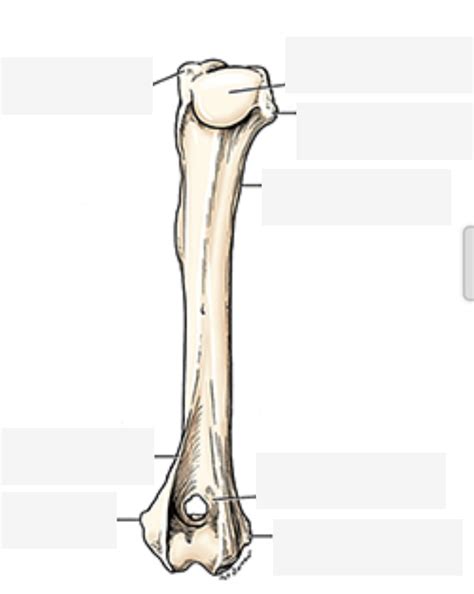 Left Humerus Caudal Diagram Quizlet