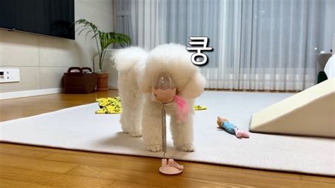 새 장난감 사줬는데 왜 맞고 있어 Youtube