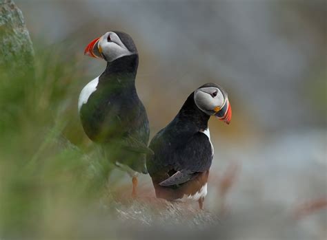 Atlantic Puffin In Norway 2025 Roveme